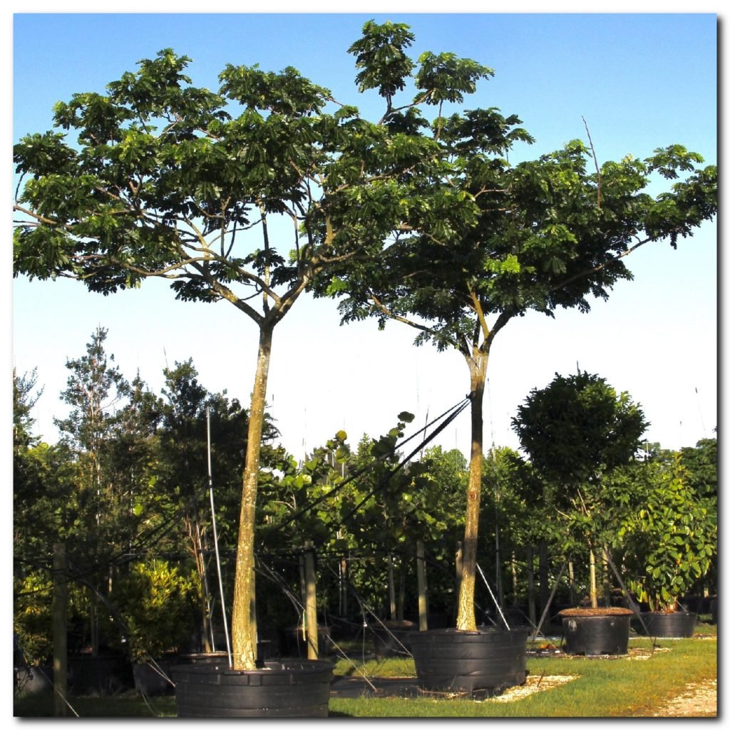 JUAL POHON BESAR dan LANGKA #Murah. Retensi Hingga - JUAL POHON BESAR ...
