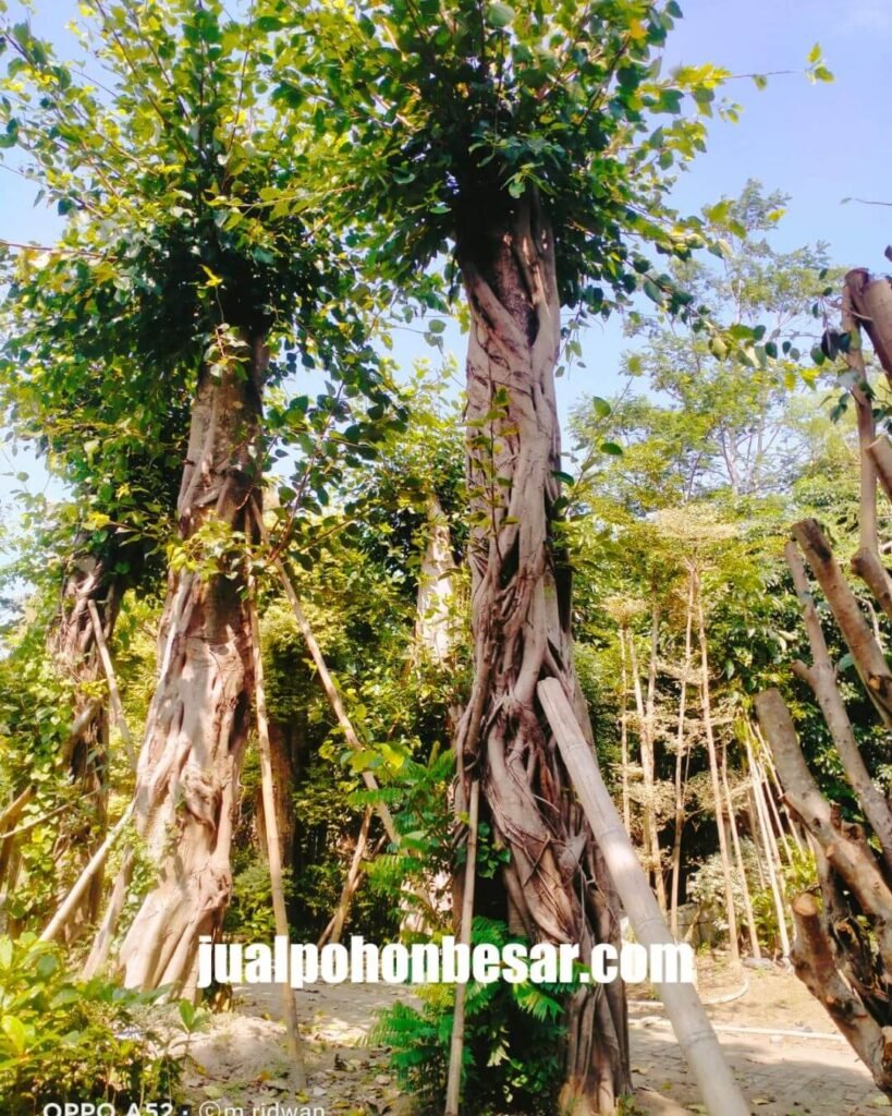 Jual Pohon Bodhi Besar dan Langka Tinggi Hingga 8 Meter - JUAL POHON ...
